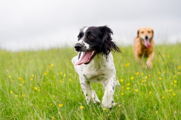 Dog Gas Relief: Effective Home Remedies to Help Your Dog - Raised Right ...