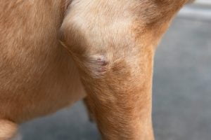 Help! My Dog Has Dry Flaky Skin and is Losing Hair - Raised Right ...