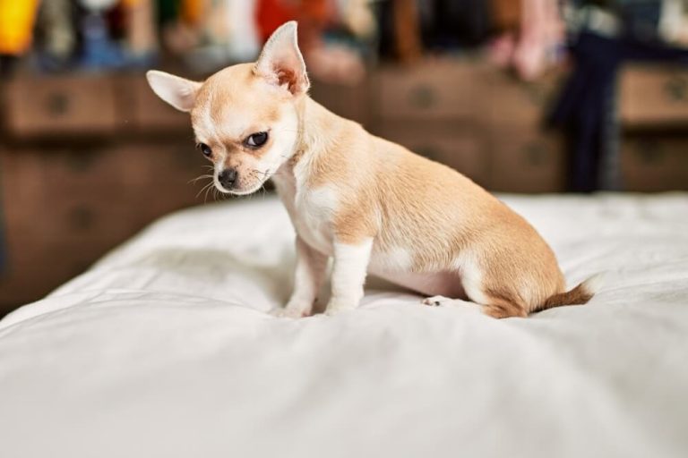 Chihuahua Weight Chart and Puppy Development Guide - Raised Right ...