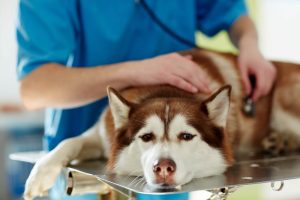 Diabetes Insipidus in Dogs: Treatments, Symptoms, Causes - Raised Right ...