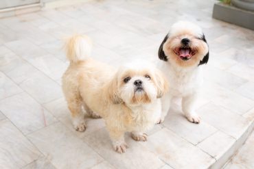 Shih Tzu Weight Chart – What to Expect from Your Dog or Puppy - Raised ...