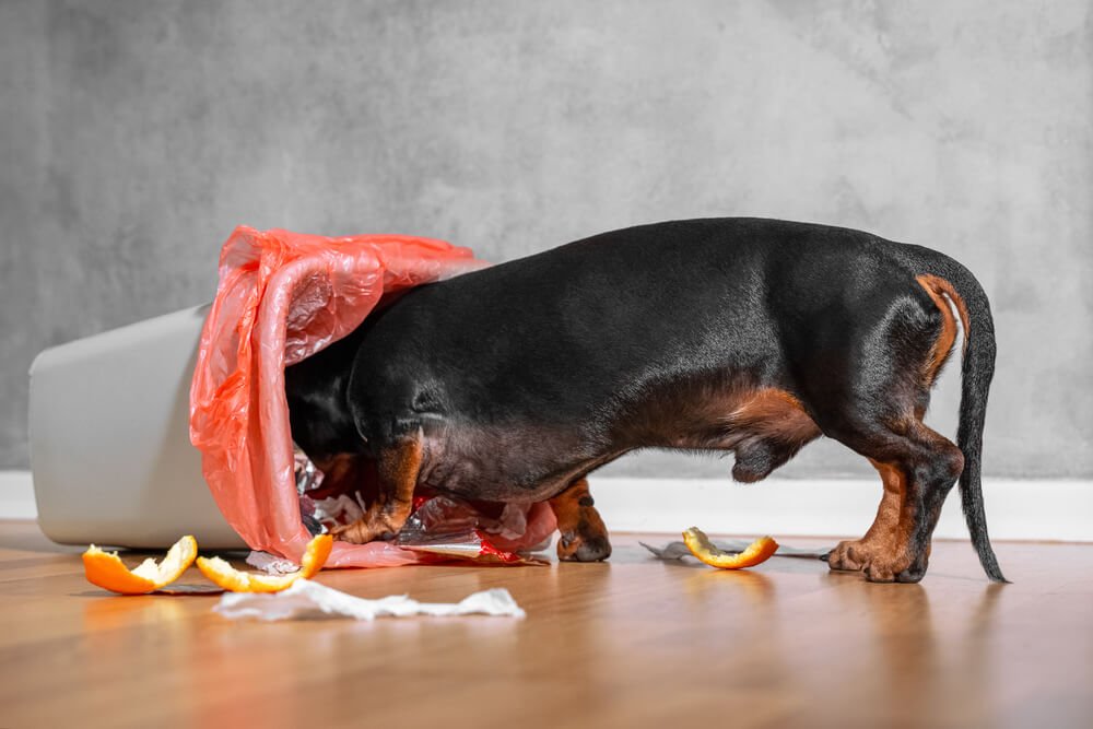 Vomiting And Diarrhea In Dogs Common Causes And Treatments For Your Vomiting And Diarrhea In Dogs Common Causes And Treatments For Your