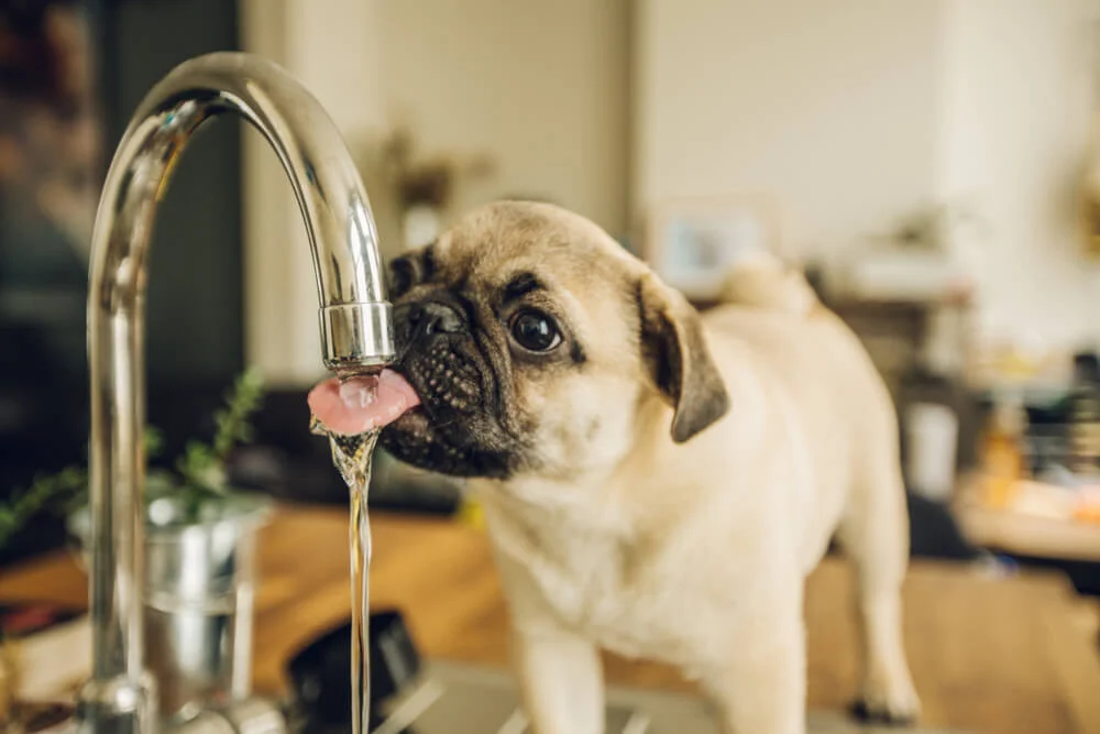 Vomiting And Diarrhea In Dogs Common Causes And Treatments For Your Vomiting And Diarrhea In Dogs Common Causes And Treatments For Your