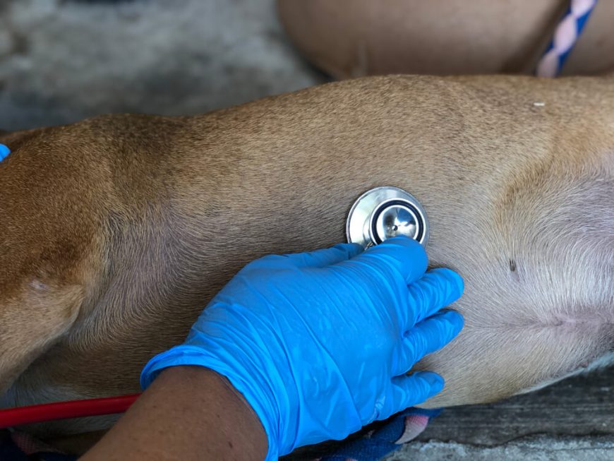 French Bulldog Rash on Belly: Symptoms, Causes and Solutions - Raised ...