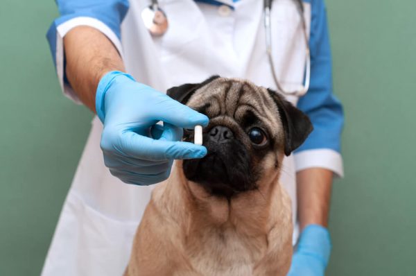 Inflammatory Bowel Disease in Dogs: Causes, Symptoms, Treatments ...