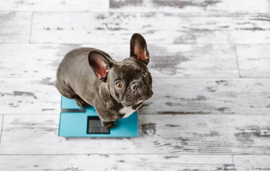 French Bulldog Weight Chart & Food Guide - Raised Right - Human-Grade ...