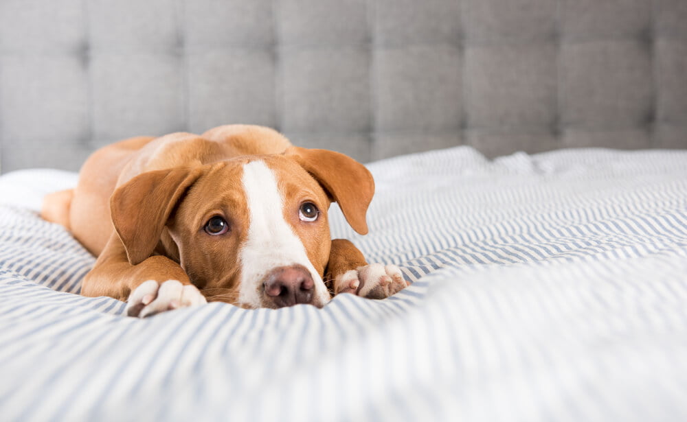 Gastroenteritis In Dogs Symptoms Causes And Treatment Options