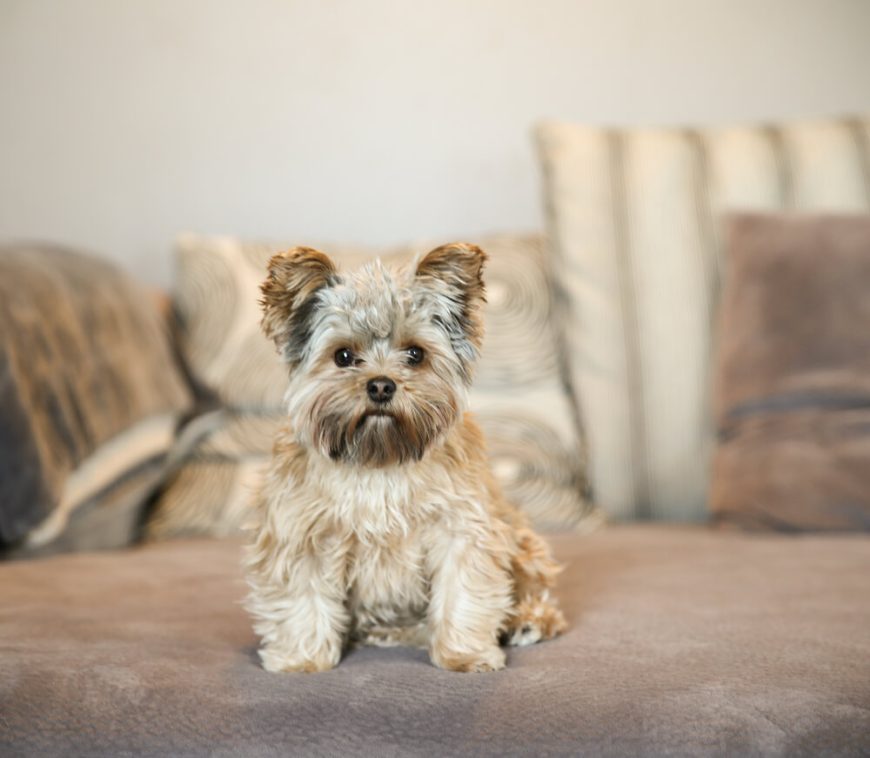 Is Your Yorkie Overweight? How to Tell and How Can You Help - Raised ...