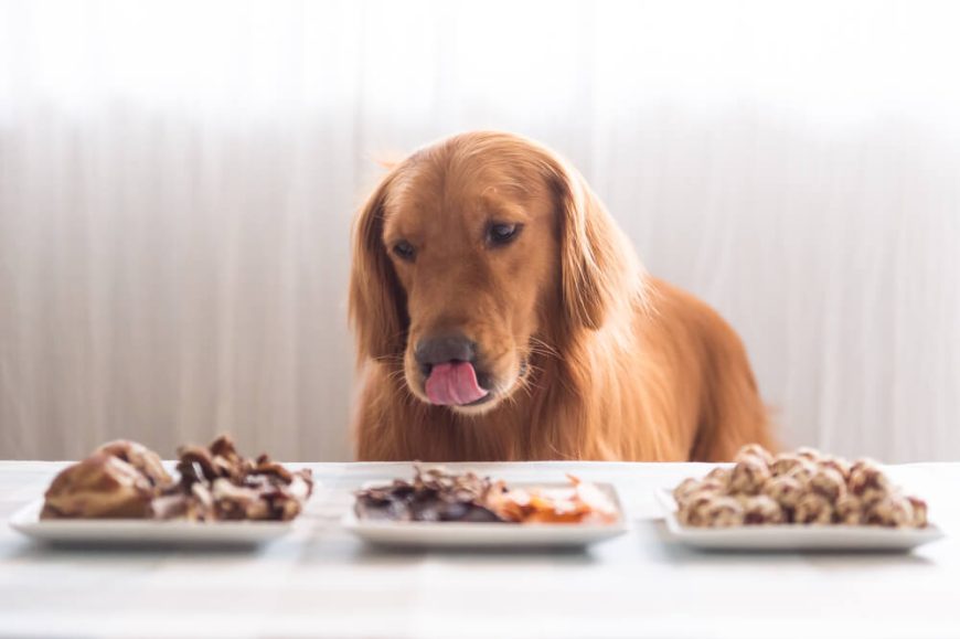 Gently Cooked Dog Food vs Lightly Cooked Dog Food: Is There a ...