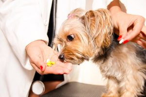Yorkie Stomach Problems: Causes and How to Treat Them - Raised Right ...